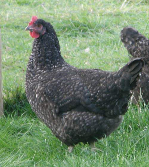 Marans For Sale | Chickens | Breed Information | Omlet