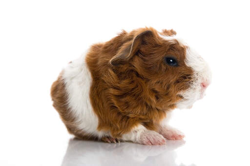 Texel Guinea Pigs | Texel For Sale | Guinea Pig Breeds