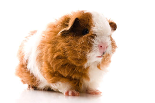 Texel Guinea Pigs | Texel For Sale | Guinea Pig Breeds