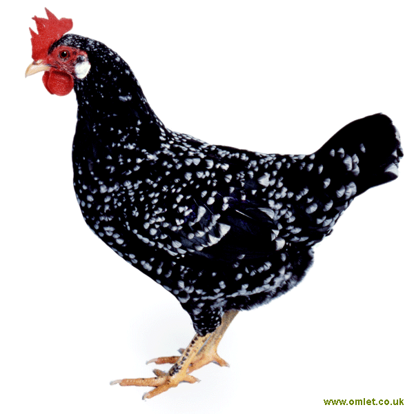 Ancona Chickens | Ancona For Sale
