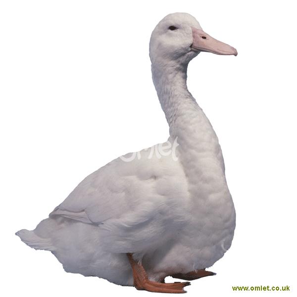 Aylesbury Ducks