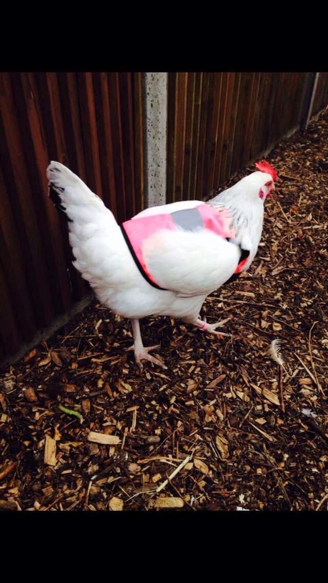 Pink High-Vis Chicken Jacket | Chicken Clothing
