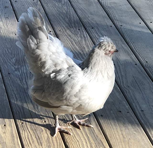 Araucana Chickens | Araucana For Sale
