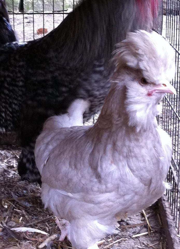 Sultan Chickens | Sultan For Sale