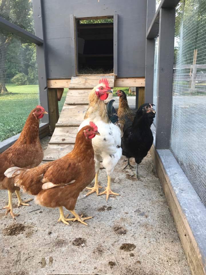 Chickens | Guide | Omlet Australia