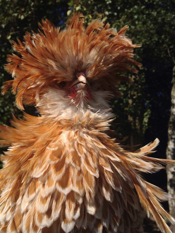 Frizzle For Sale | Chickens | Breed Information | Omlet