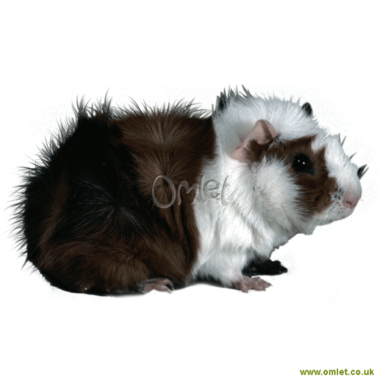Abyssinian Guinea Pigs | Abyssinian For Sale | Guinea Pig Breeds