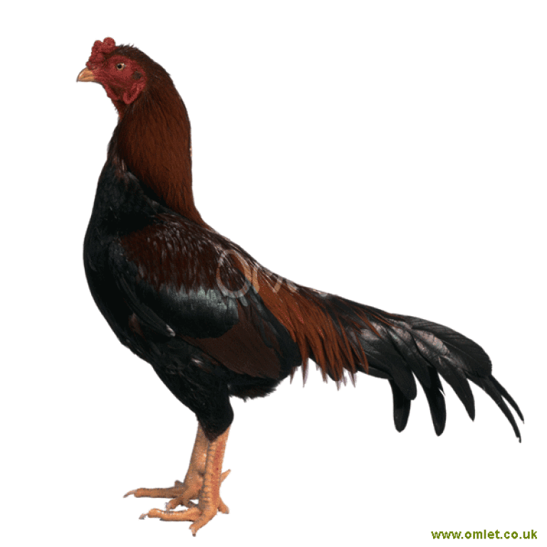 Asil Chickens | Asil For Sale | Chicken Breeds