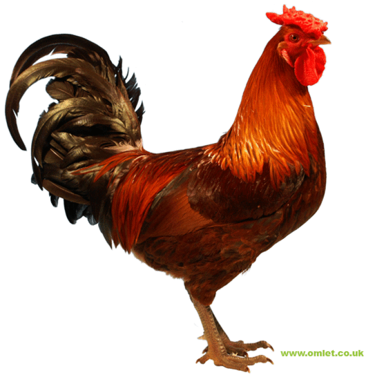 Red Cap (Sombrero Rojo) Chickens | Red Cap (Sombrero Rojo) For Sale