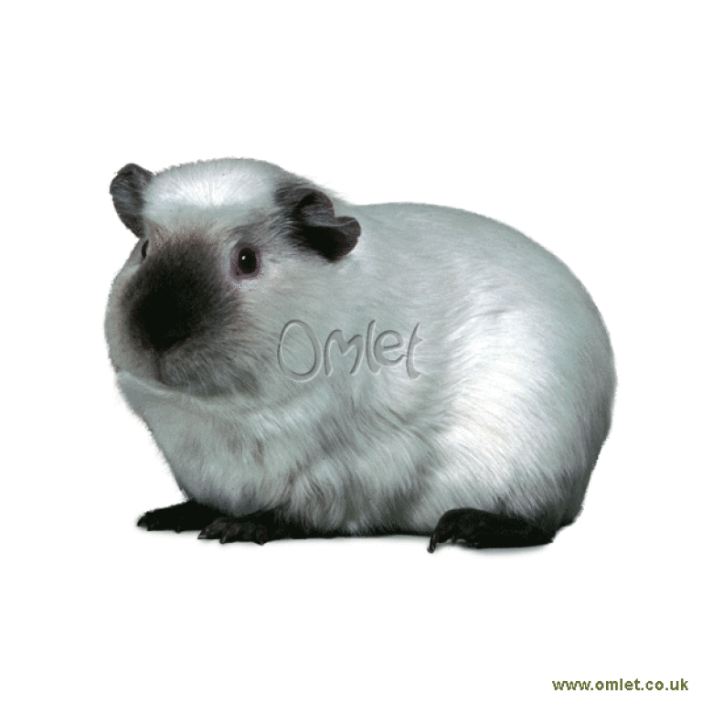 Himalayan Guinea Pigs | Himalayan For Sale | Guinea Pig Breeds
