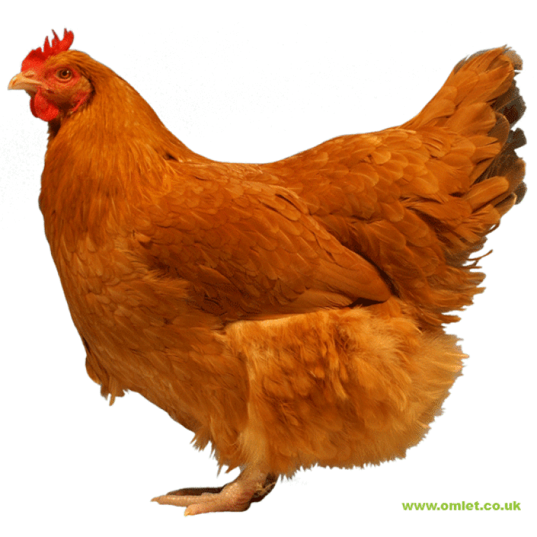 Lincolnshire Buff Chickens | Lincolnshire Buff For Sale | Chicken Breeds