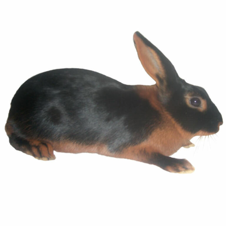 Tan Rabbits | Tan For Sale | Rabbit Breeds