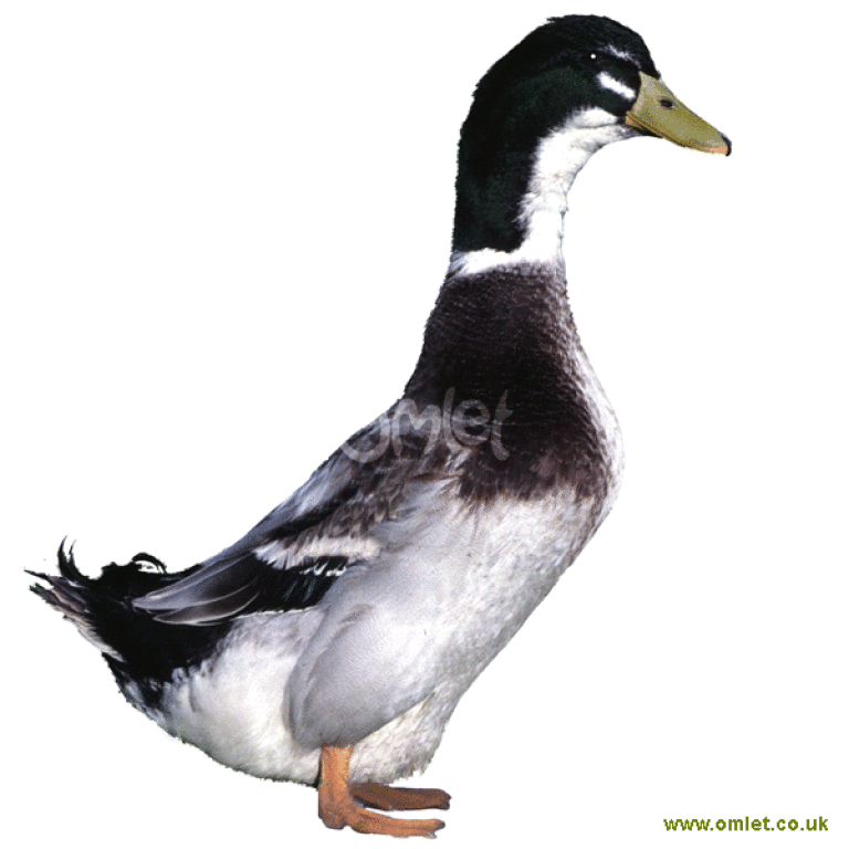 Appleyard Ducks | Duck Breeds