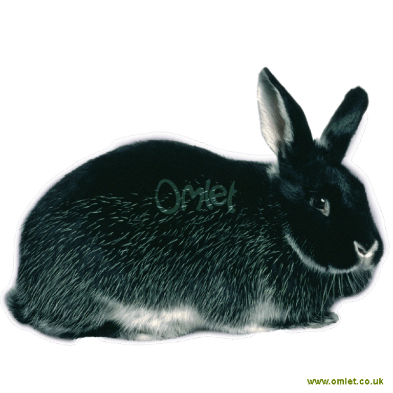 Silver Fox Rabbits | Silver Fox For Sale | Rabbit Breeds