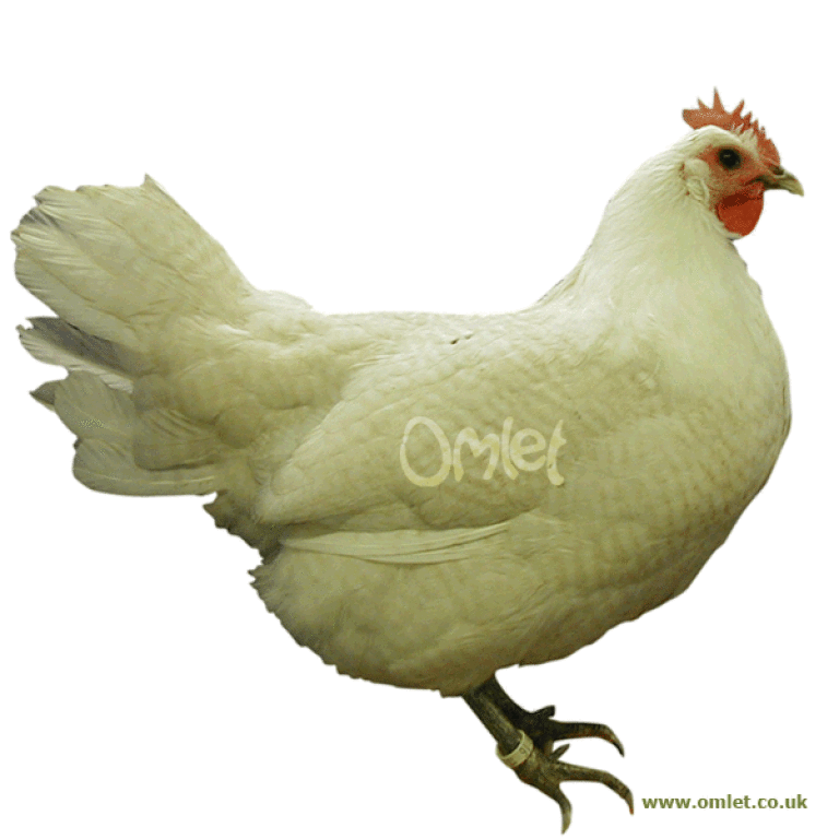 Campine Chickens | Campine For Sale | Chicken Breeds