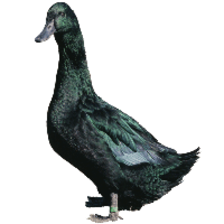 Cayuga Ducks | Duck Breeds