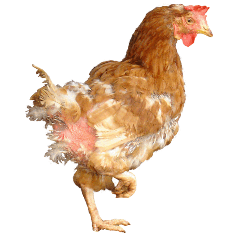 Ex-Battery Hen Chickens | Ex-Battery Hen For Sale | Chicken Breeds