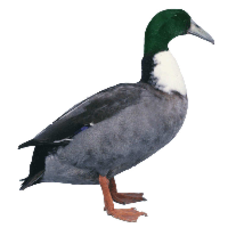 Hook Bill Ducks | Duck Breeds