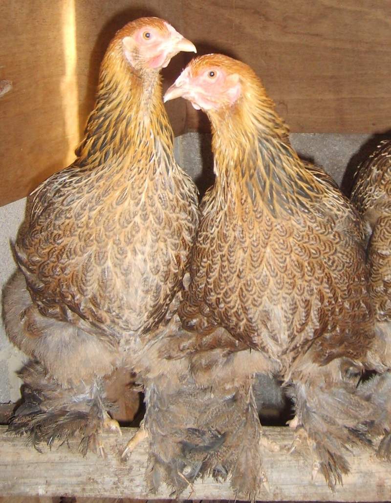 Brahma For Sale | Chickens | Breed Information | Omlet