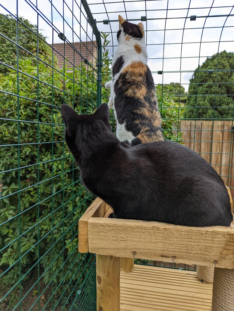 Catios | Large Spacious Outdoor Cat Enclosures | Omlet