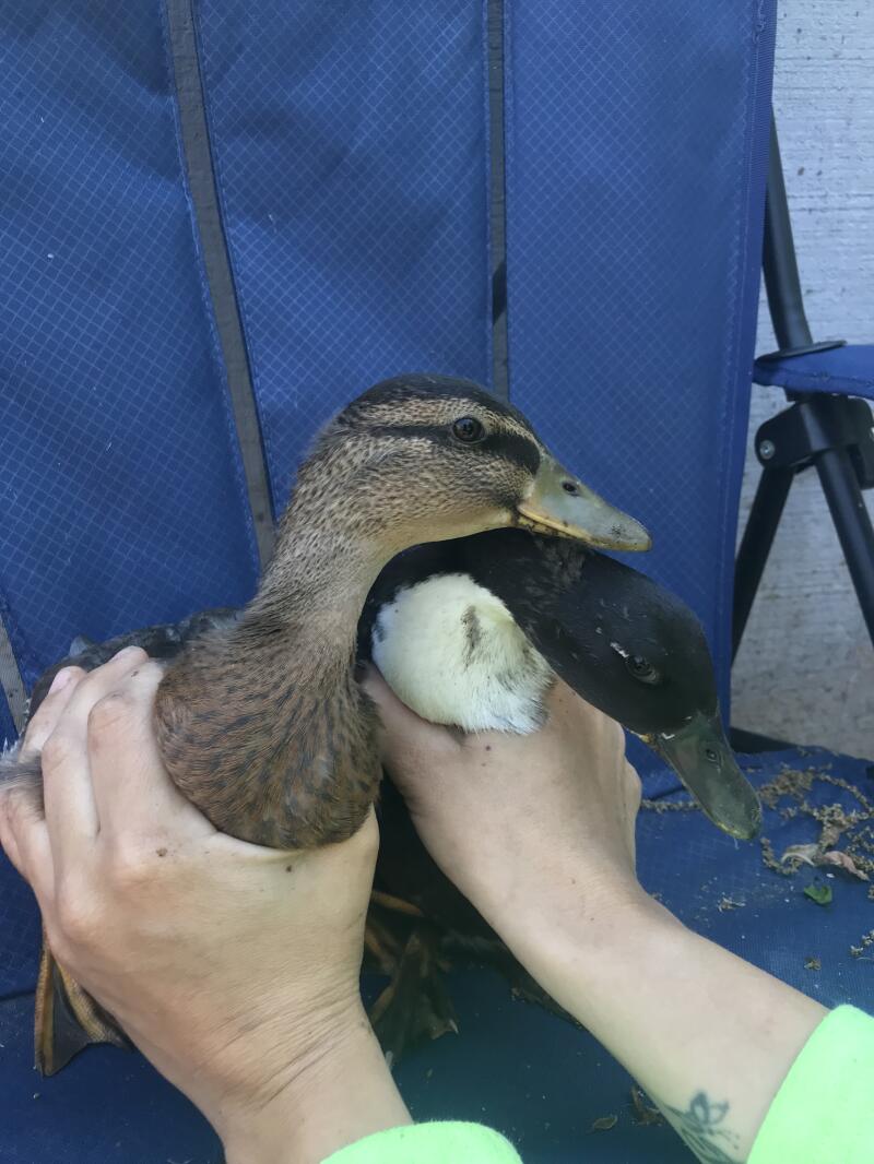 Call Duck | Ducks | Breed Information | Omlet