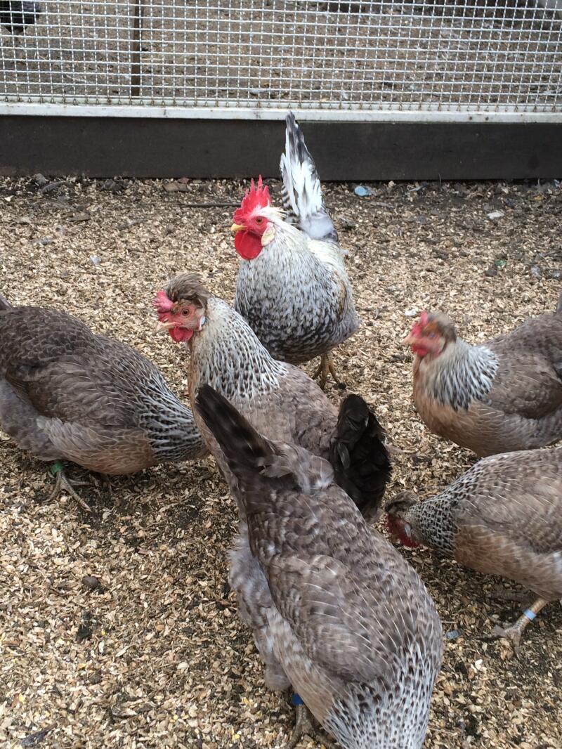 Cream Legbar For Sale | Chickens | Breed Information | Omlet