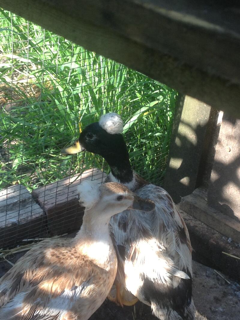 Crested Miniature Ducks