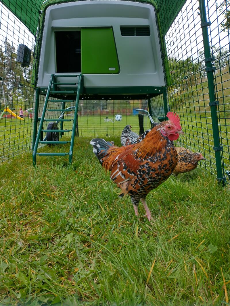 Large Eglu Cube Chicken Coops and Runs | Easy to Clean Safe Hen House ...