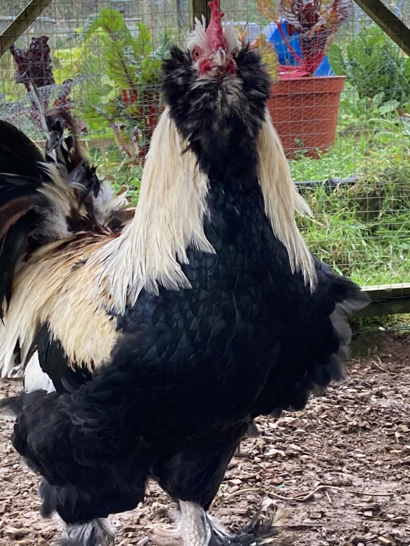 Faverolle For Sale | Chickens | Breed Information | Omlet