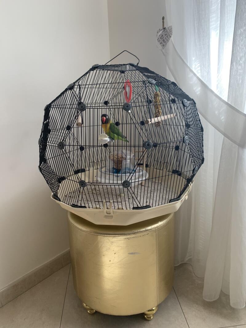 Geo Bird Cage | The Beautiful Geodesic Budgie Cage