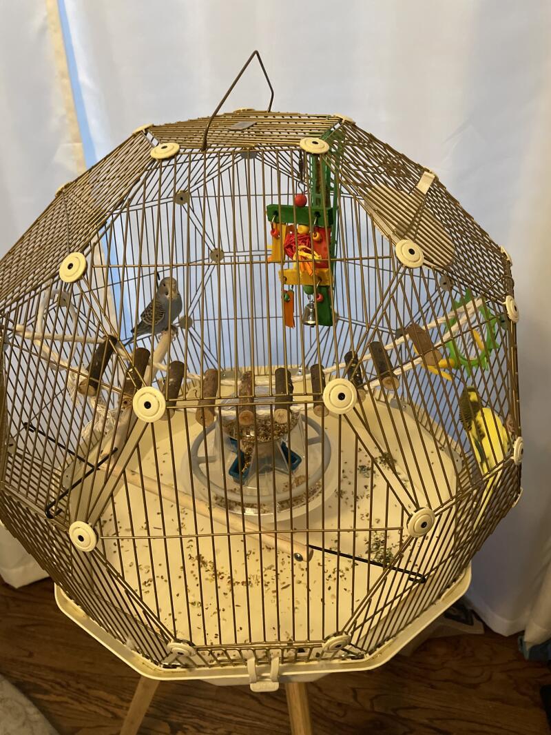 Geo Bird Cage | The Beautiful Geodesic Budgie Cage | Omlet
