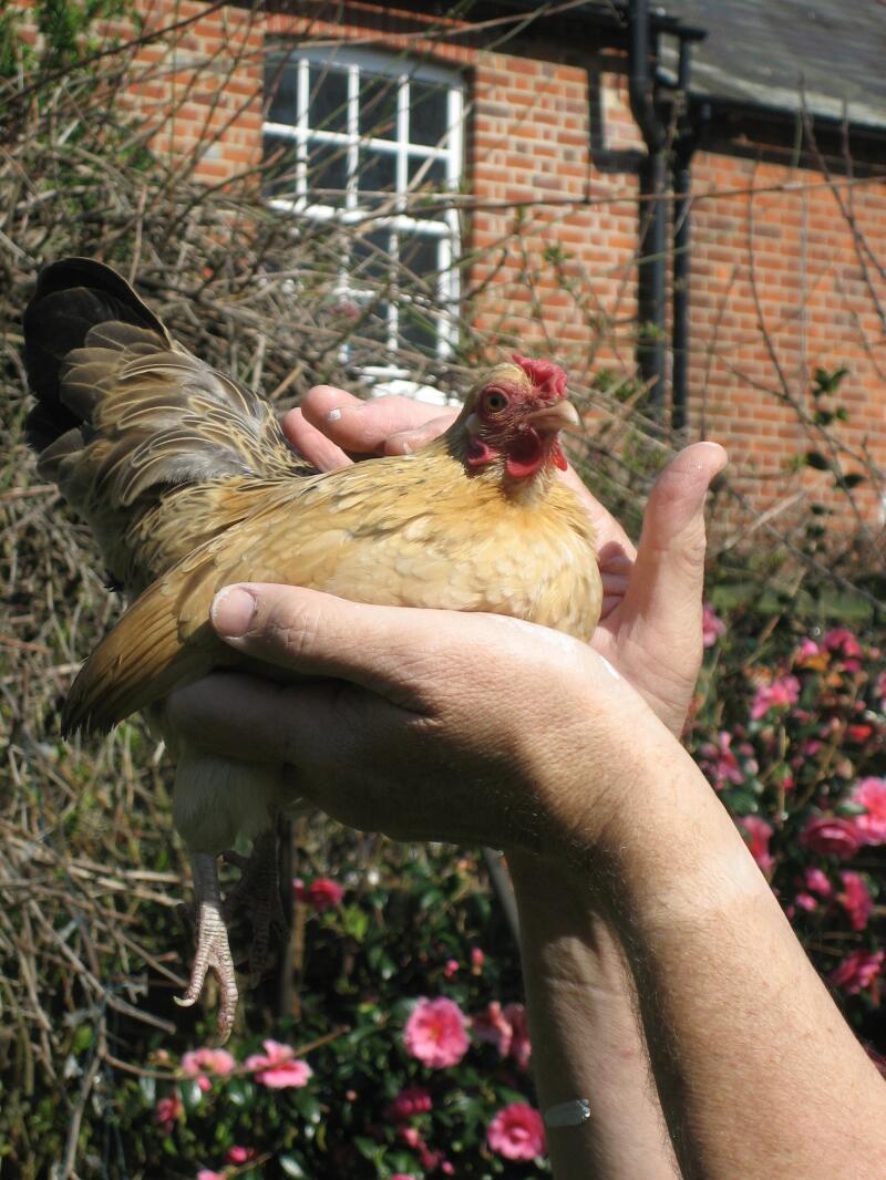 Serama For Sale | Chickens | Breed Information | Omlet