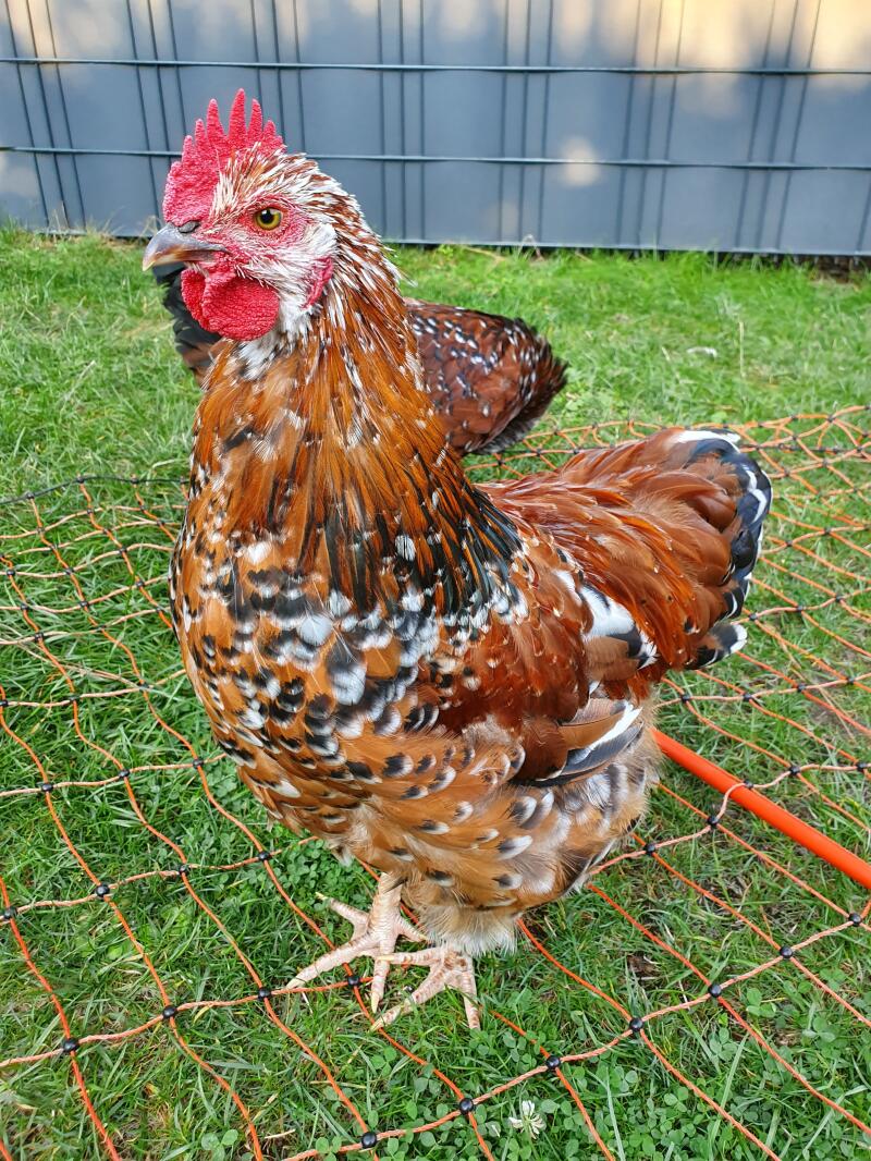 Orpington For Sale | Chickens | Breed Information | Omlet