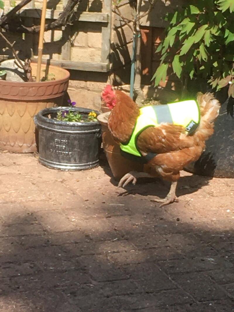 Pink High-Vis Chicken Jacket | Omlet