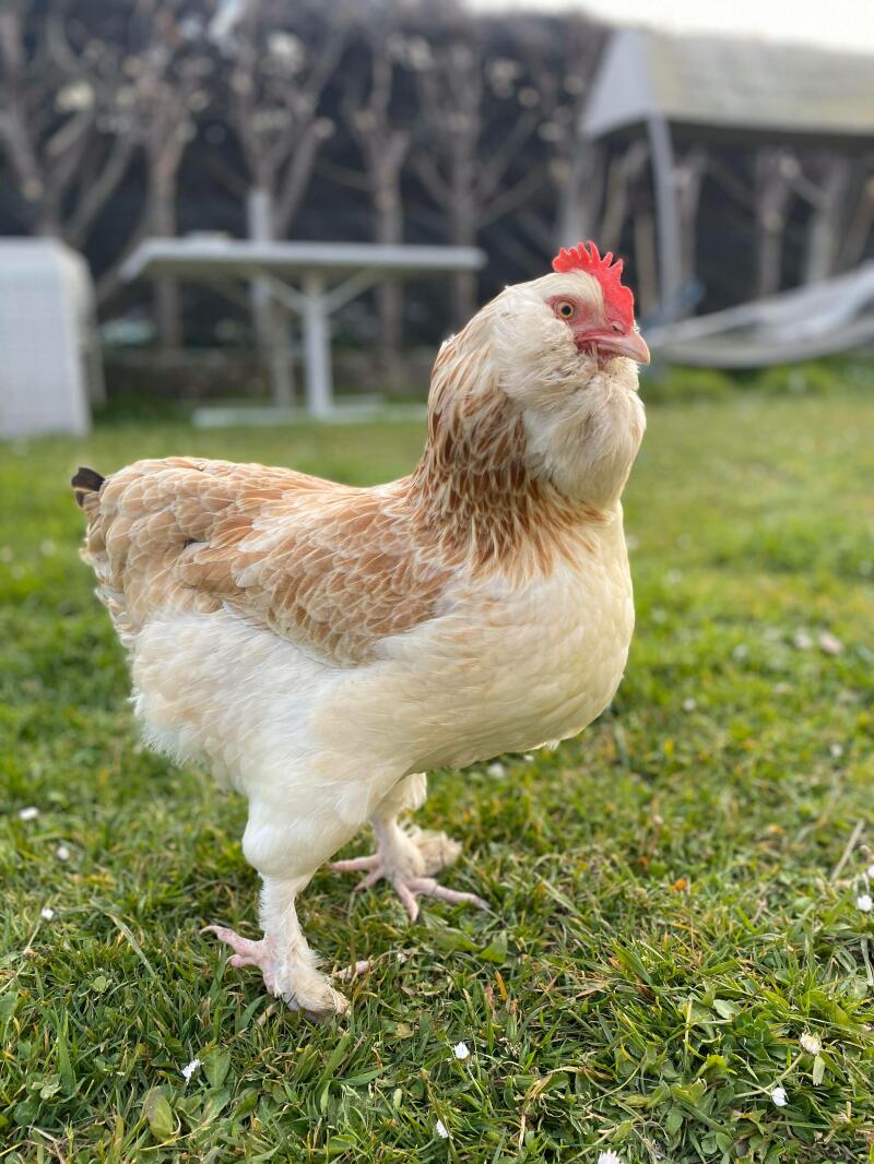 A Brief History of Chooks | About Chickens | Chickens | Guide