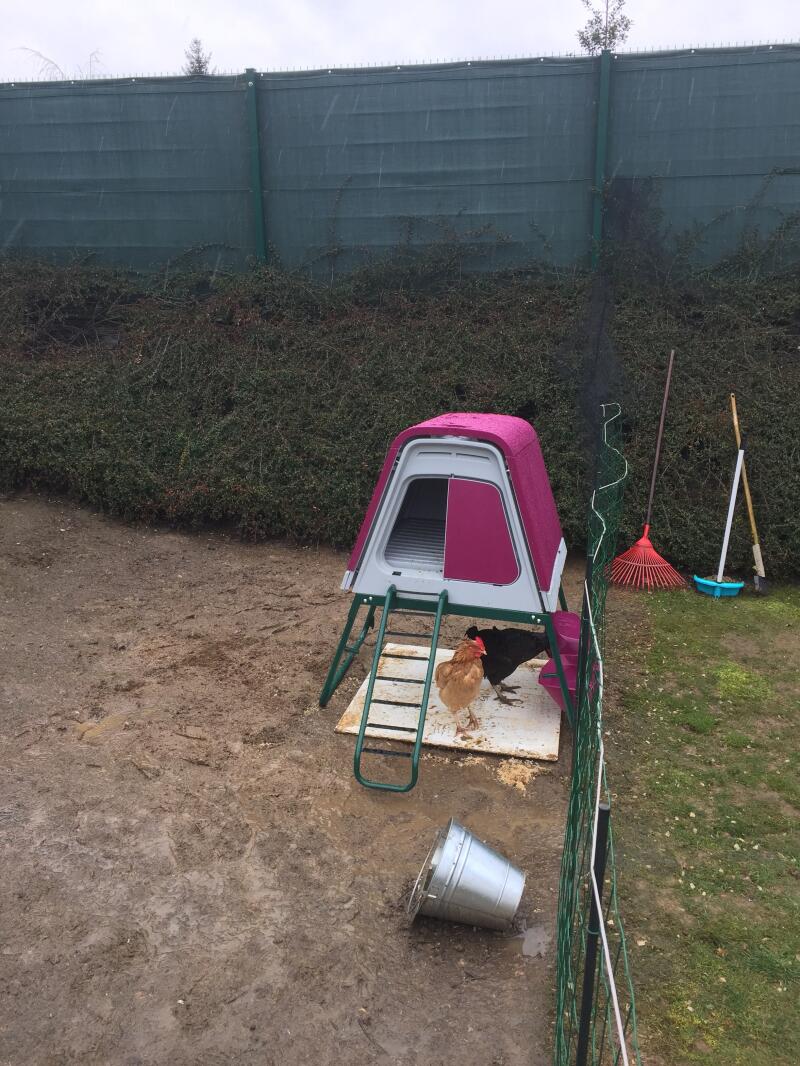 Eglu Go UP Mobile Chicken Coops Australia | Omlet