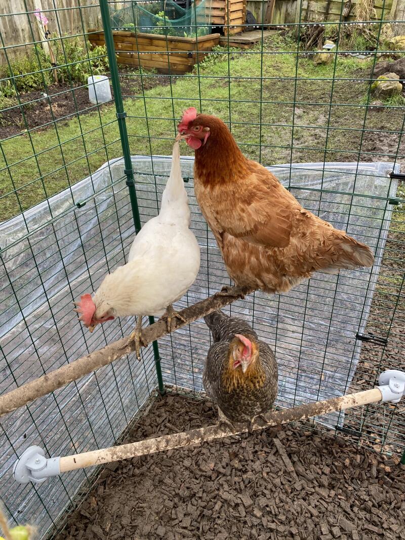 Omlet | The Omlet Chicken Perch