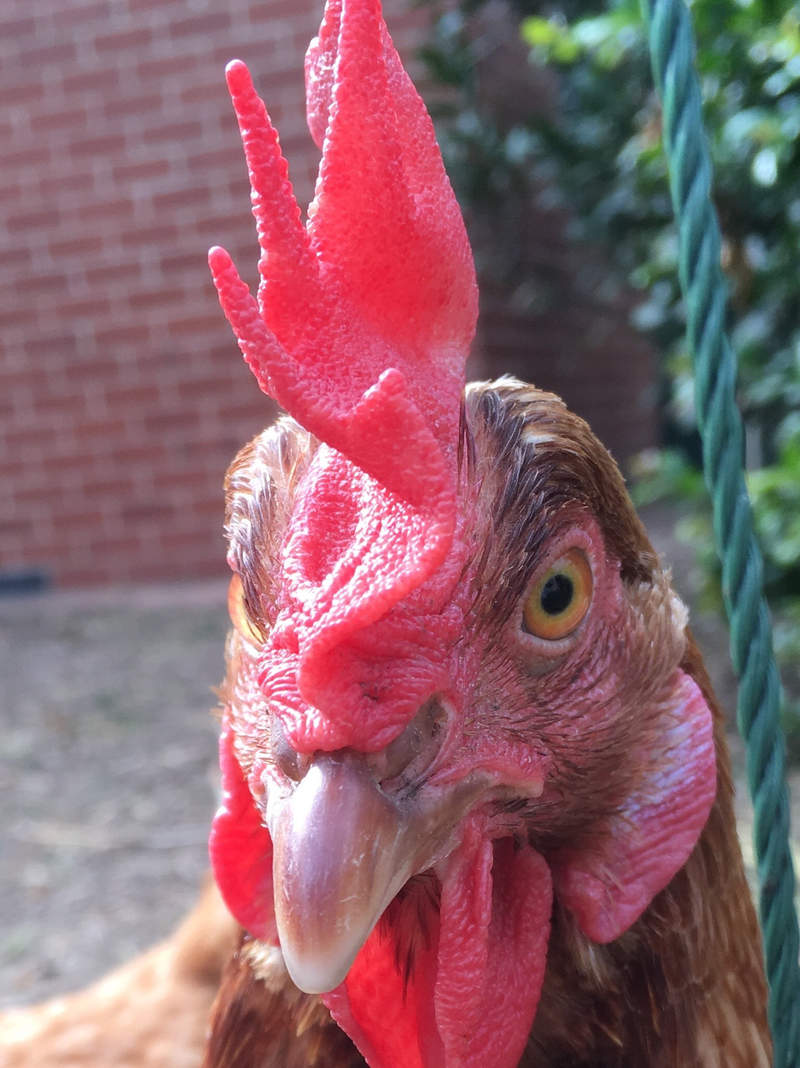 Show Chickens | Chickens | Guide | Omlet Australia