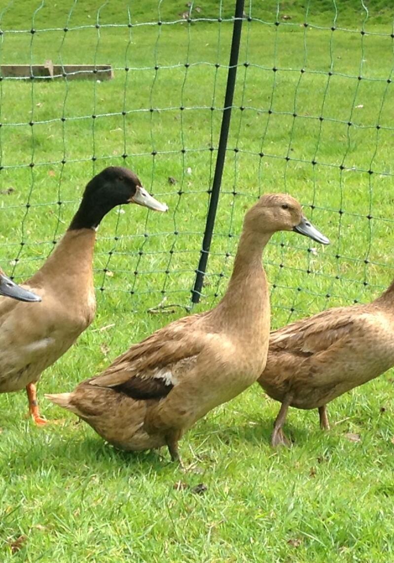 Campbells Ducks