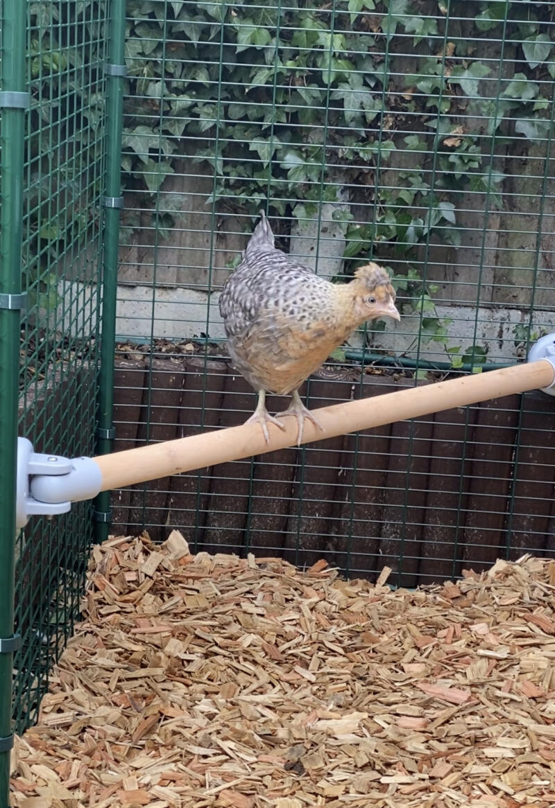 Omlet | The Omlet Chicken Perch | Chicken Coops, Walk in Chicken Runs ...