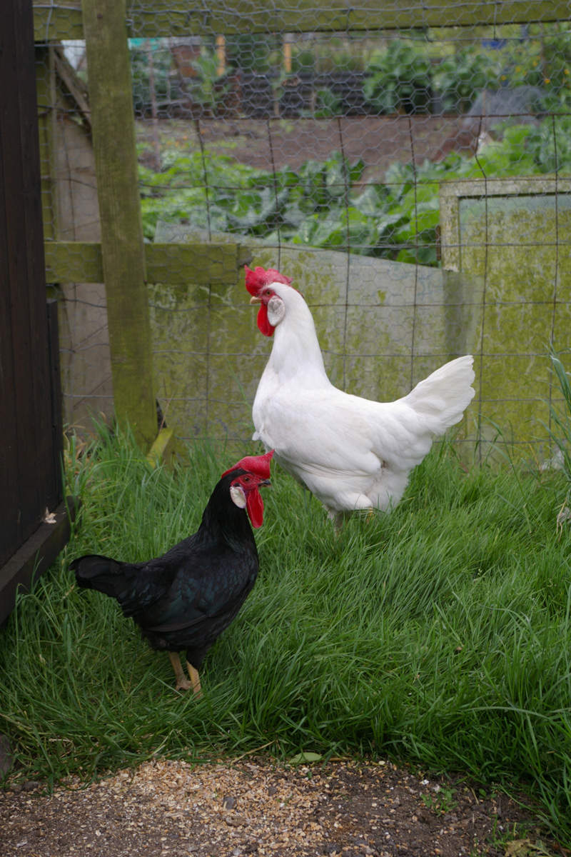 Leghorn For Sale | Chickens | Breed Information | Omlet
