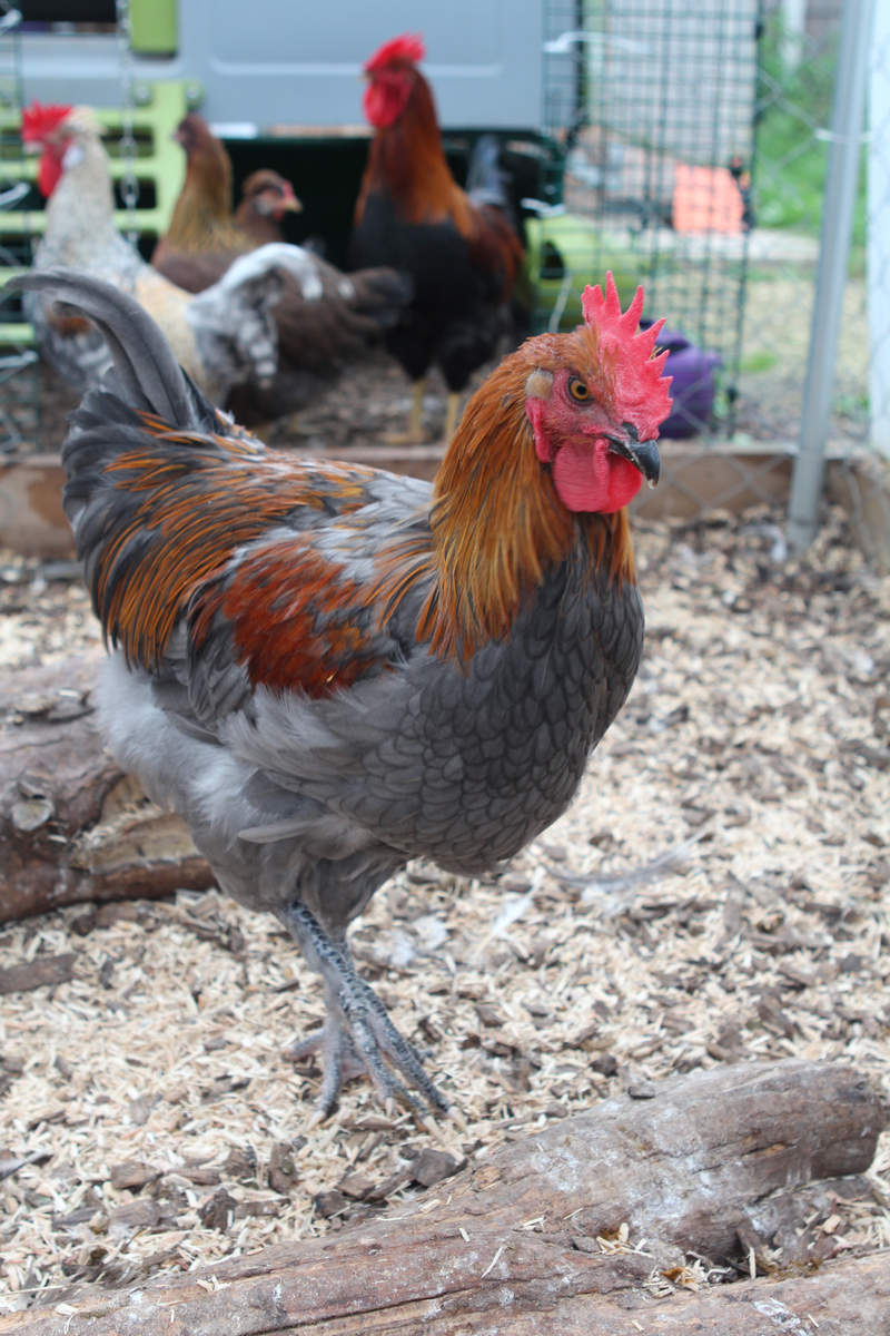 Marans For Sale | Chickens | Breed Information | Omlet