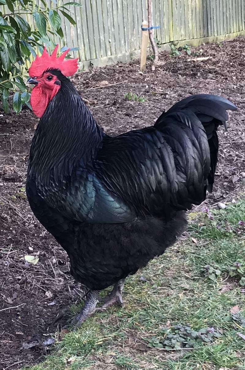 Australorps Chickens | Australorps For Sale