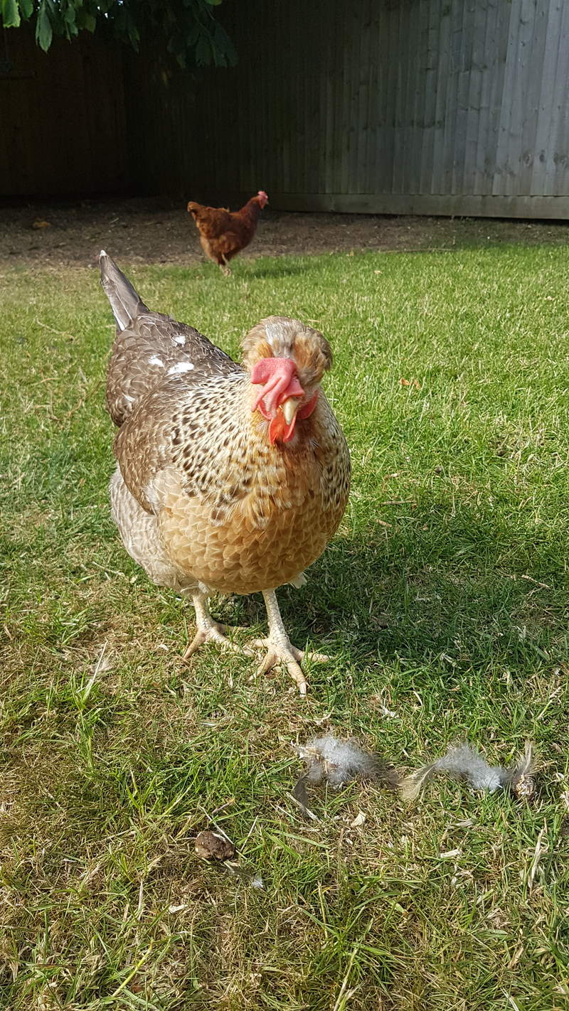 Cream Legbar For Sale | Chickens | Breed Information | Omlet