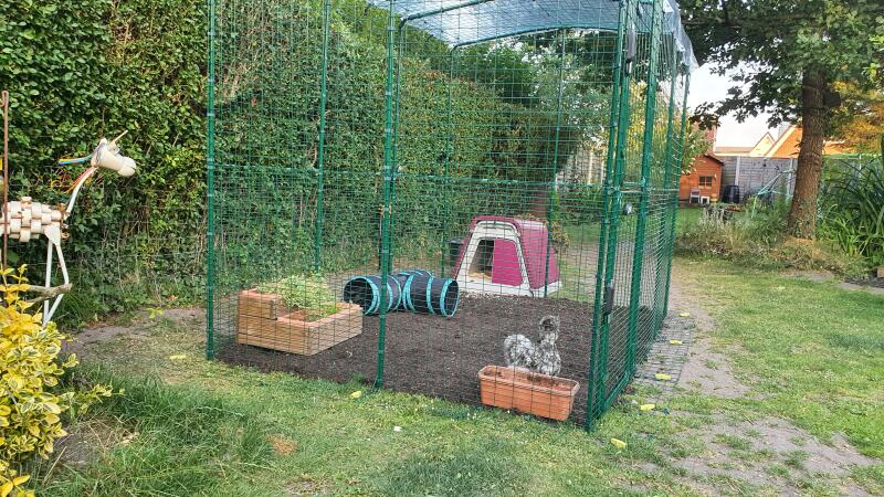 Spacious Walk In Chicken Runs | Omlet