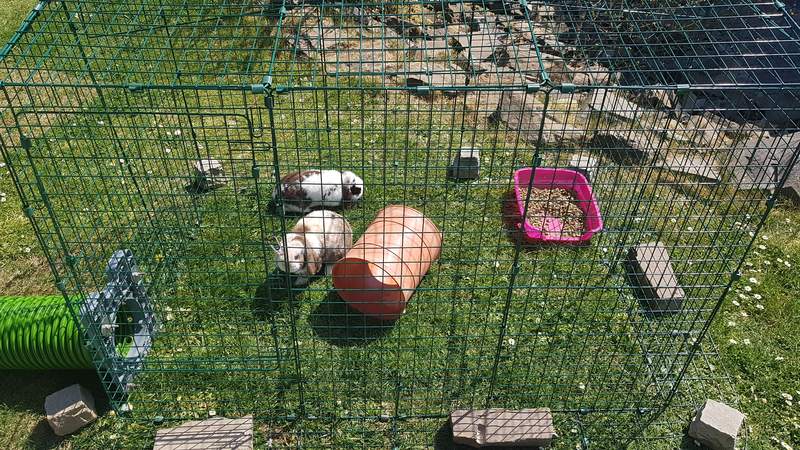 Zippi Rabbit Runs and Playpens | Omlet | Omlet