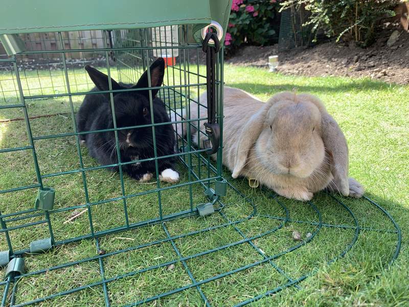 Zippi Rabbit Runs and Playpens | Omlet | Omlet