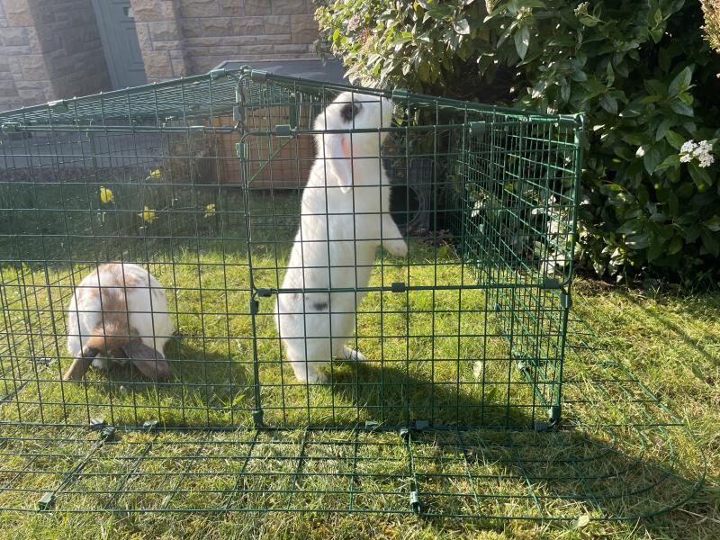 Zippi Rabbit Runs and Playpens | Omlet | Omlet