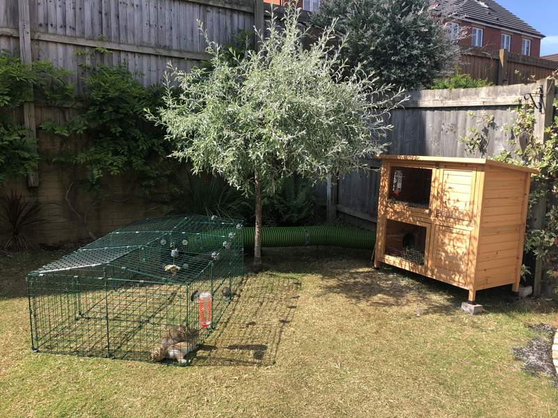 Zippi Rabbit Runs and Playpens | Omlet | Omlet