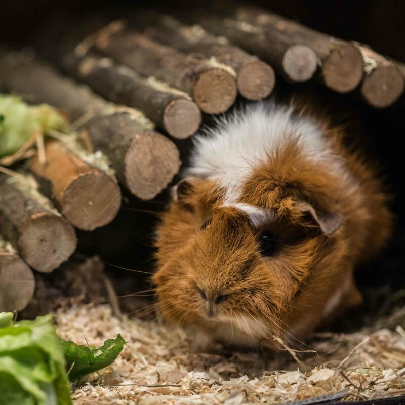 Abyssinian Guinea Pigs | Abyssinian For Sale